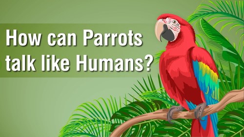 How can Parrots talk like Humans? Science Curiosity Letstute by Letstute