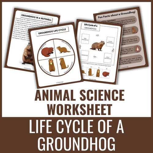 Groundhog Life Cycle Worksheet | Groundhog Day Activities With Fun Facts!