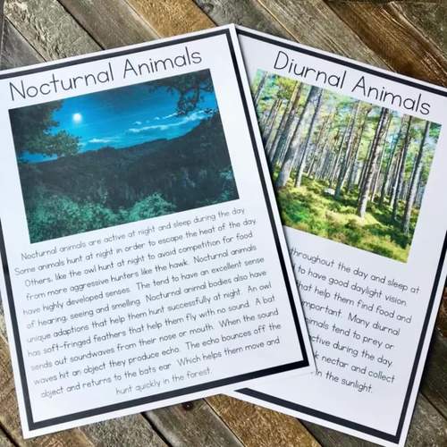 Nocturnal Animals 20+ Writing, Science & Literacy Activities K-1 Crafts ...