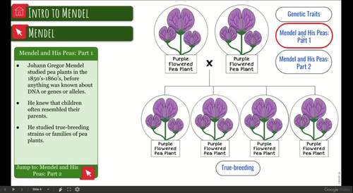 Intro to Mendel Interactive Diagram by Science With Mrs Lau | TPT