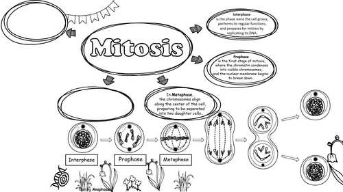 mitosis doodle notes by The Curious Cell | TPT
