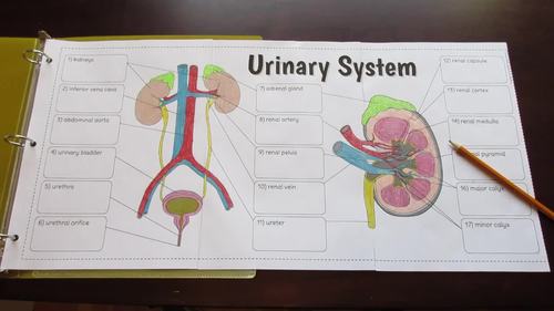 Urinary System Foldable - Big Foldable for Interactive Notebooks or Binders