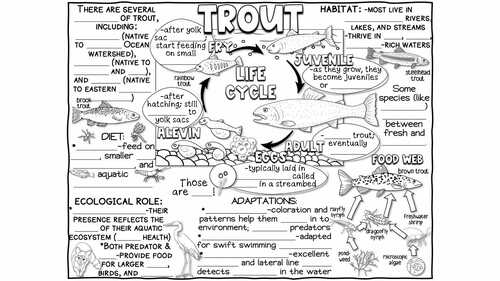 Trout Doodle Notes & Quiz (PDF & GF) | Life Cycle, Adaptations & Food Webs