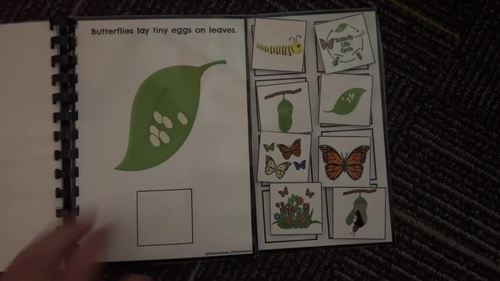 Life Cycle of a Butterfly Adapted Book by Mrs Jackson's Little Learners