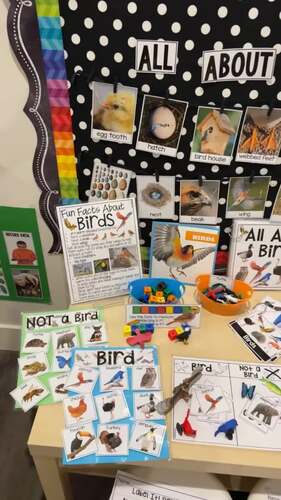 All About Birds & Chicks Science for Little Learners(preschool, pre-k ...