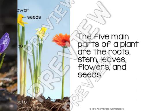 PARTS OF A PLANT Read-Aloud Lesson & Activities BUNDLE - KINDERGARTEN ...