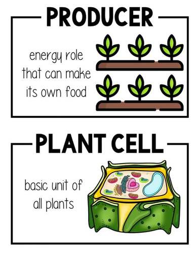 Science Word Wall Cards for Middle School Life Science | Plants Vocabulary