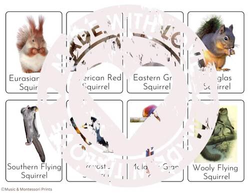 Squirrels/Montessori 3 Part+Info Cards/Parts+Life Cycle Of A Squirrel ...