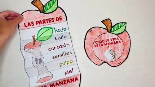 Ciclo De Vida De La Manzana