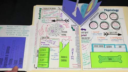 Skeletal System Activity - Human Body Files for Anatomy and Physiology