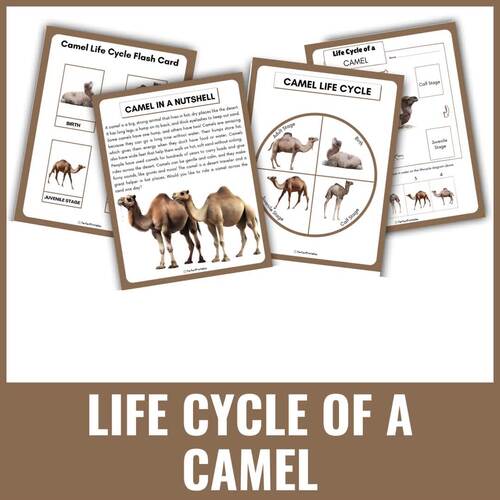 Life Cycle of a Camel Worksheet | Desert Animal Unit Study With Fun Facts!