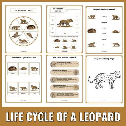 Leopard life cycle: Grassland Savanna Animal Science Unit Study & Fun ...