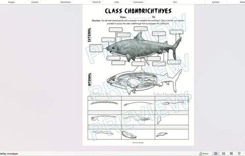 Class Chondrichthyes (Sharks) Worksheet + Digital Walkthrough Activity