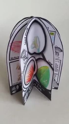 Pohutukawa {New Zealand Trees Make & Do Activity Pack} by Green Grubs