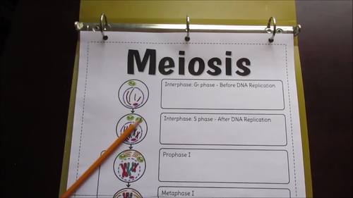 Meiosis Foldable - Big Foldable for Interactive Notebooks or Binders