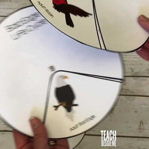 Bird Life Cycle Spinners by Karyn- Teach Beside Me | TPT