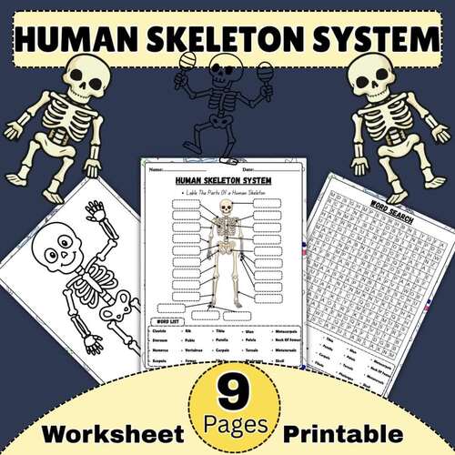 Human Skeleton System Activities | Skeletal System Worksheets, Labeling