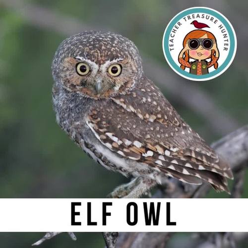 Elf owl research page for desert animal informative writing report