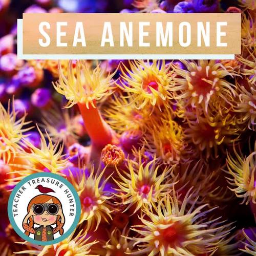 SEA ANEMONE Ocean Research and Reading Pages Writing Animal Reports