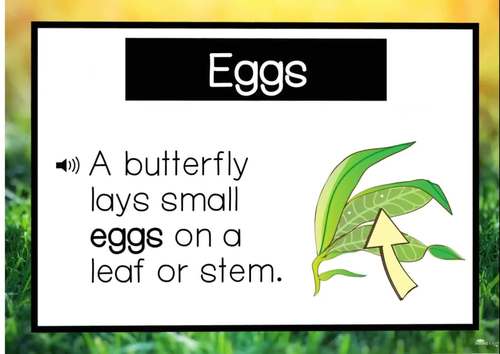 Butterfly Life Cycle BOOM CARDS - Digital Task Cards + Printable Activities