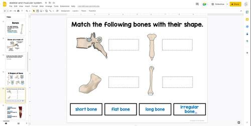 Skeletal and Muscular System Interactive Lesson | TPT