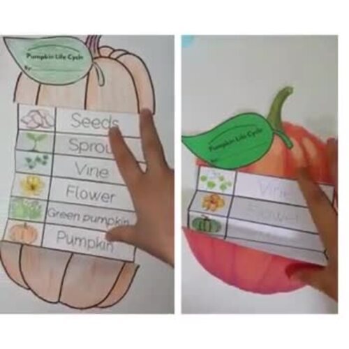 Life Cycle of a Pumpkin Craft fall activity cut and paste | TPT