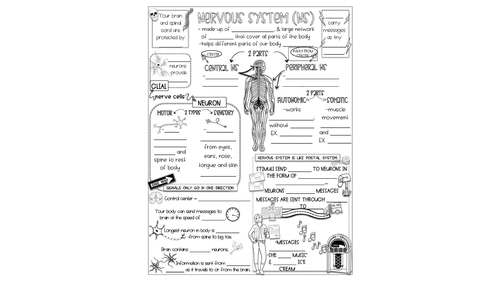 Nervous System Doodle Notes & Quiz by Black-Eyed Susan Science | TPT