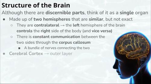 AP Psychology - Lecture Notes - Understanding the Brain (Unit 1)