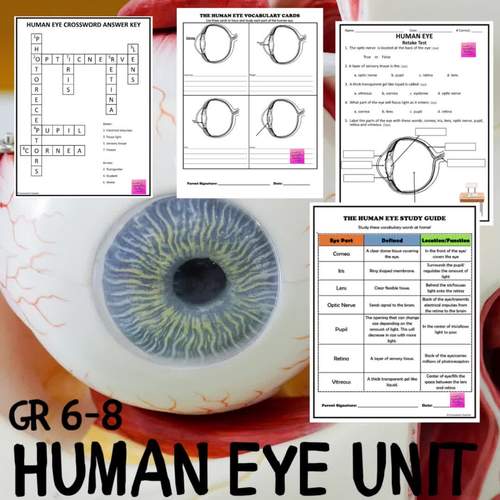 Human Eye Unit | Middle School Science by Innovative Teacher | TPT