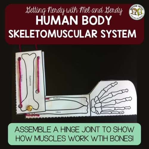 Skeletal and Muscular System - Joint Paper Model, PowerPoint, & Extension