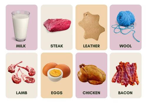 Match The Animal products Flashcards, Science by LoveMyTeacher | TPT