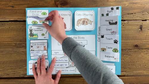 Cats - Lapbook and Flash Cards by The Growing Firsties | TPT