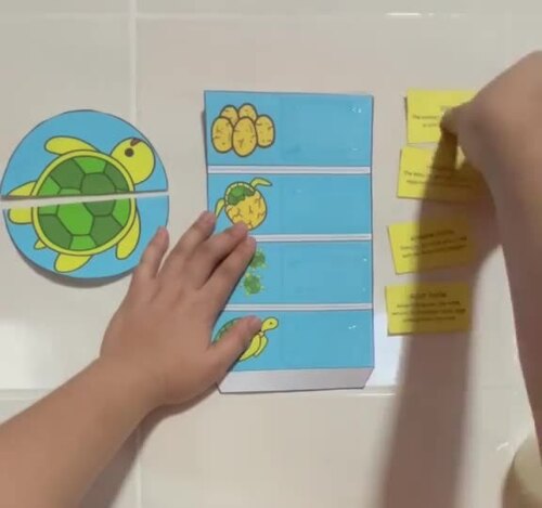 Life Cycle of a Sea turtle Clownfish Octopus Craft Activity Fall Science