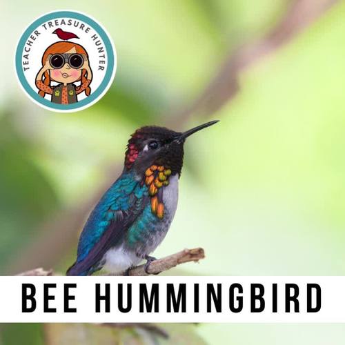 Bee Hummingbird research page writing an animal research report ...