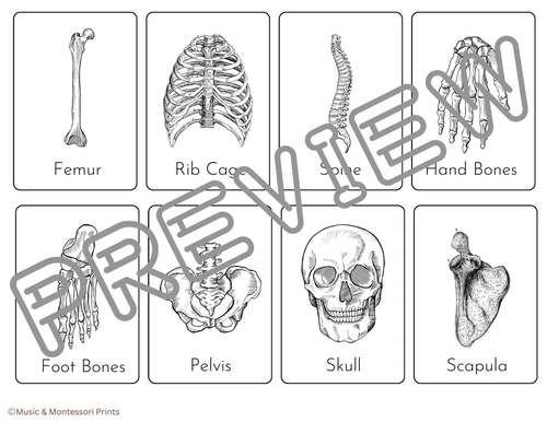 The Human Skeleton // Bones and Joint Study // Montessori 3 Part Cards