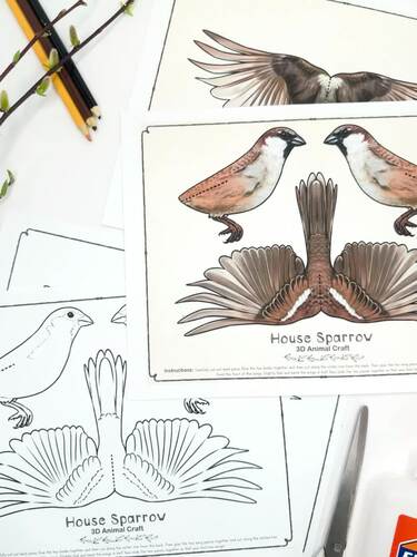Sparrow | 3D Paper Bird| Printable Animal Craft | Sparrows by Simply ...