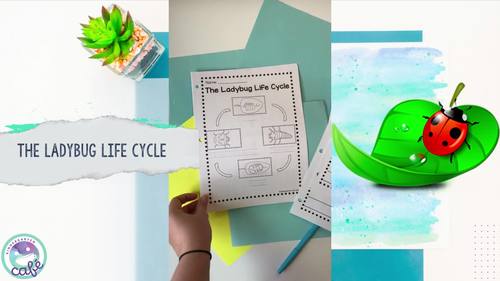 Ladybug Life Cycle BUNDLE ~ Life Cycle of a Ladybug Lessons and Activities