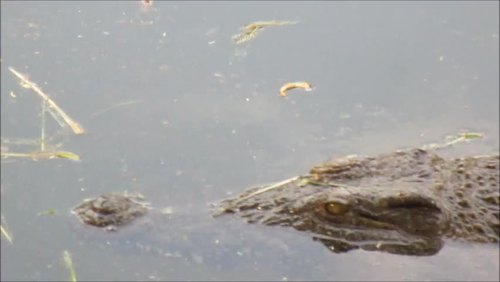 CROCODILE - Interactive PowerPoint Presentation including video snippets
