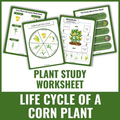 Life Cycle of a Corn Plant Worksheet | Plants Unit Study With Fun Facts!