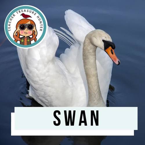 SWANS nonfiction passage for Pond Animals or wetlands swan bird animal ...