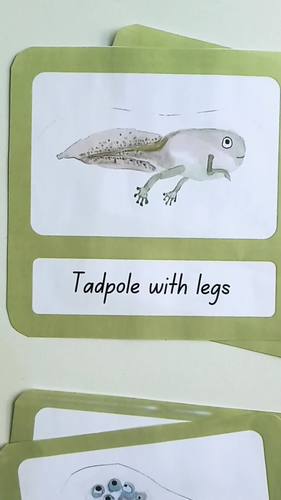 Frog Life Cycle Montessori 3-part Cards by Greenworld Learning | TPT