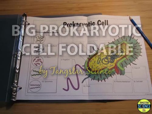 Bacteria / Prokaryotic Cell - Big Foldable for Interactive Notebooks or ...