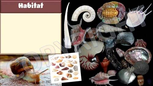 Mollusks Lesson Bundle - PowerPoint, Notes, Digital Escape Quest, Worksheet