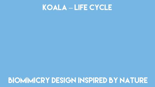 Koala Life Cycle | Biomimicry Design Inspired by Nature Compatible with ...