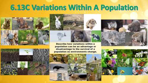 TEKS 6.13 (C) Variations Within A Population by RITZ EDUCATION | TPT