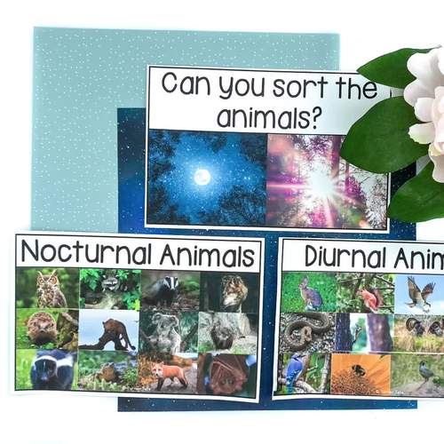 Nocturnal Animals Preschool Science Activities Night Five Senses ...