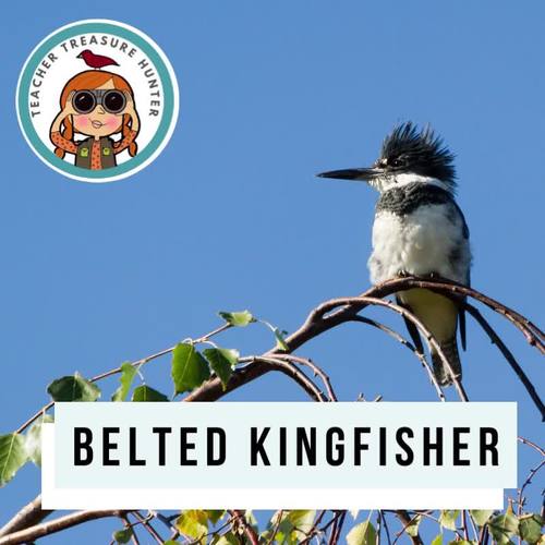 Belted Kingfisher bird nonfiction passage Pond Animals wetlands report