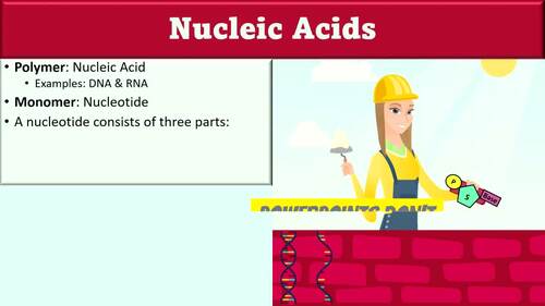Molecular Biology Unit for Biology - PowerPoint (& Free Guided Notes ...