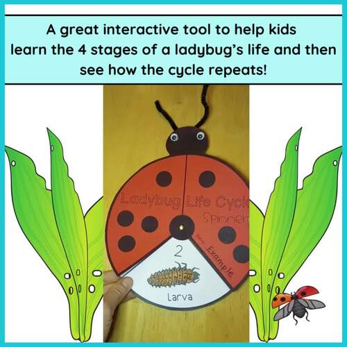 "Ladybug Life Cycle" | An Interactive Spinner for a Bug or Insect Unit