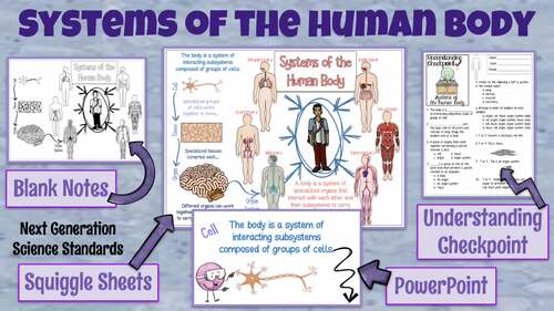 Human Body Systems Doodle Notes & Quizzes BUNDLE + Slides | with FREE Bonus
